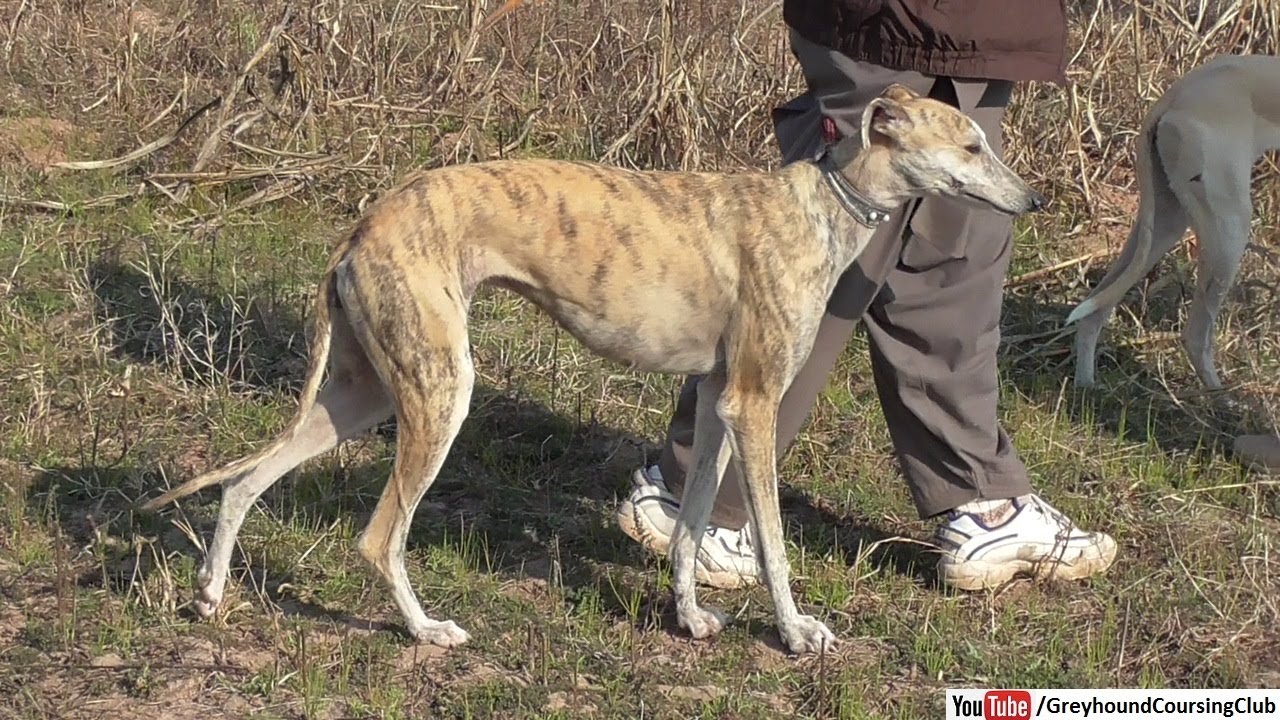 brindle dog female | dogs for hunting | dog shikar - YouTube
