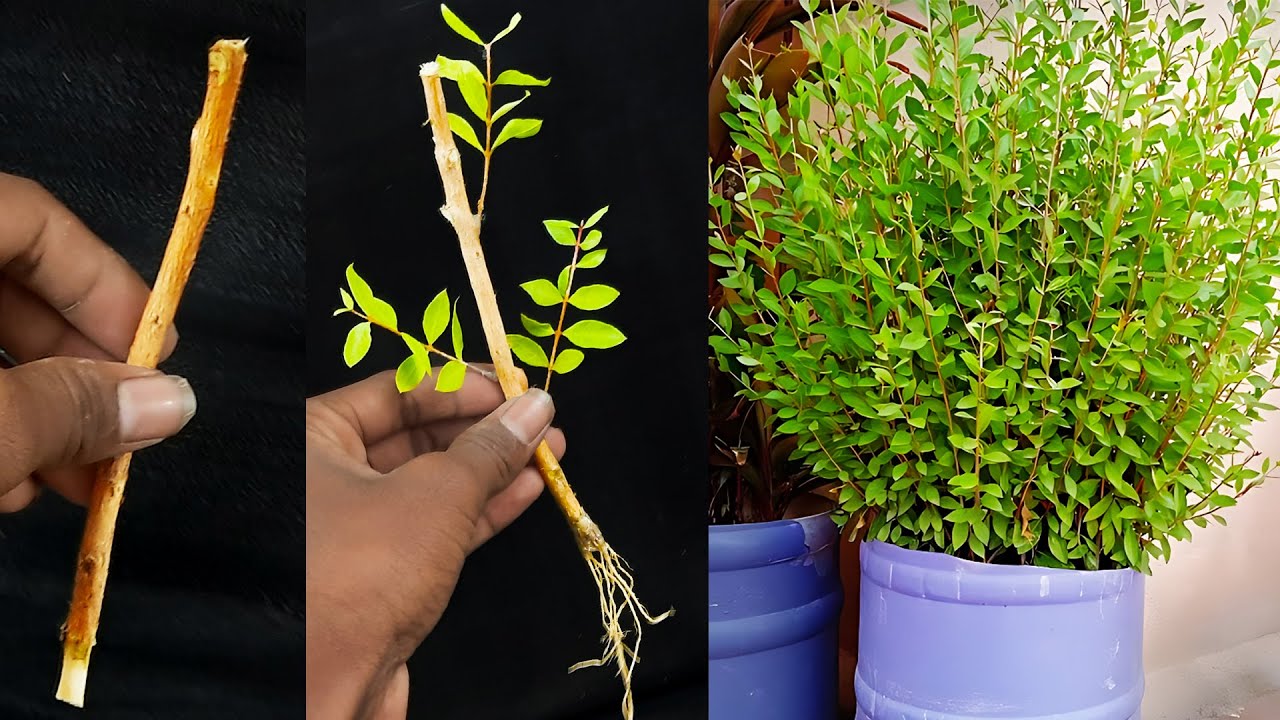How to propagate mehndi plant from cutting | henna plant at home | 100% ...