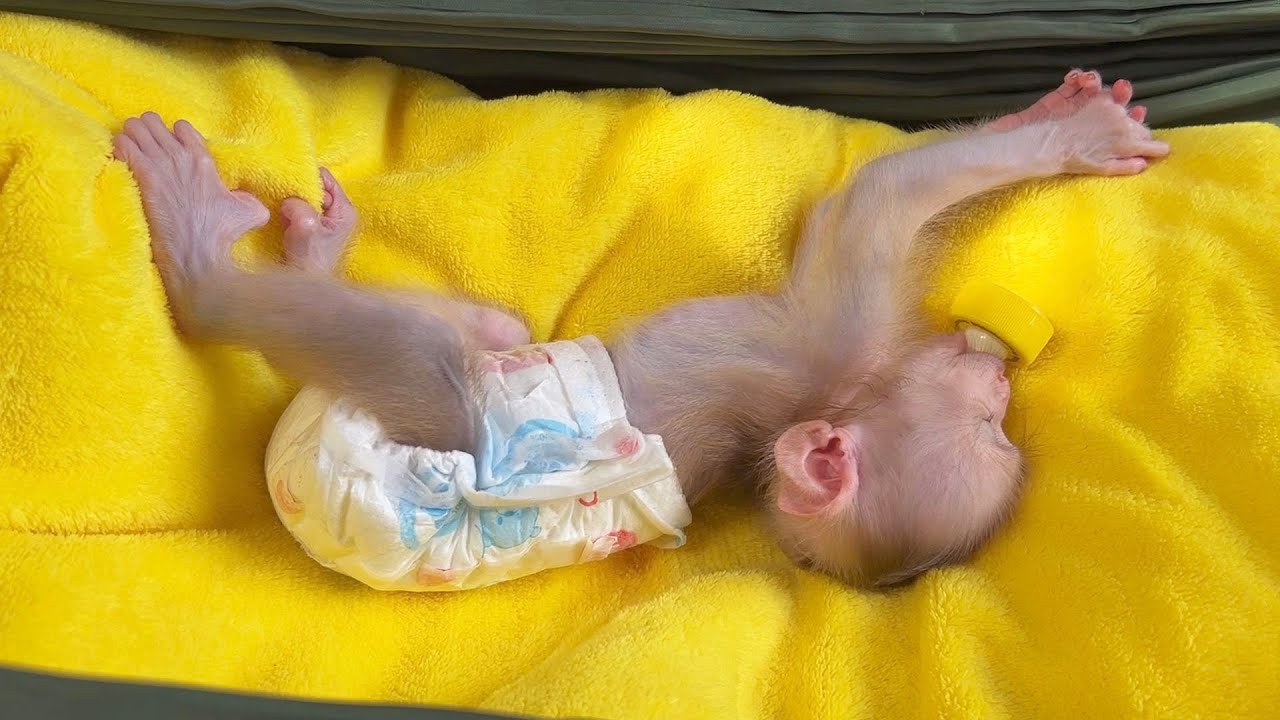 [Daytime Napping Routine] Joyee Very Relaxing & Comfy Sleep - YouTube