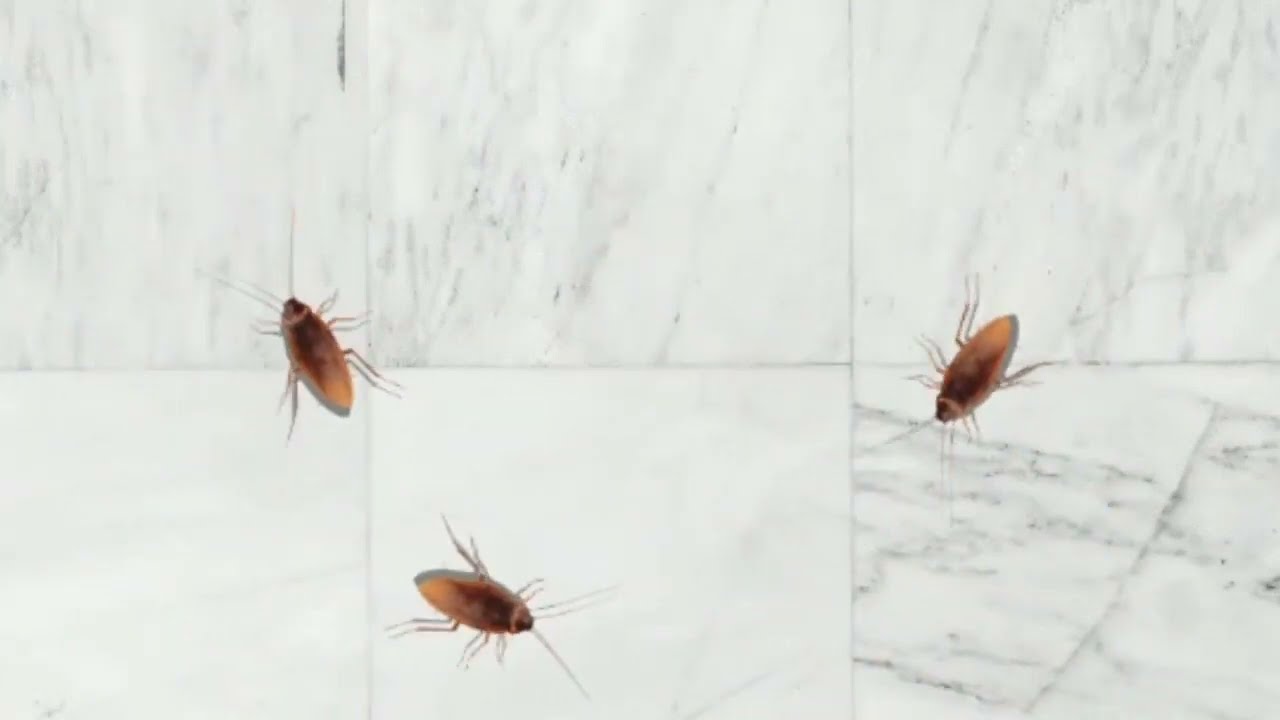 How to Catch a Cockroach / Como pegar a barata - Jogo para Gatos / Cat ...