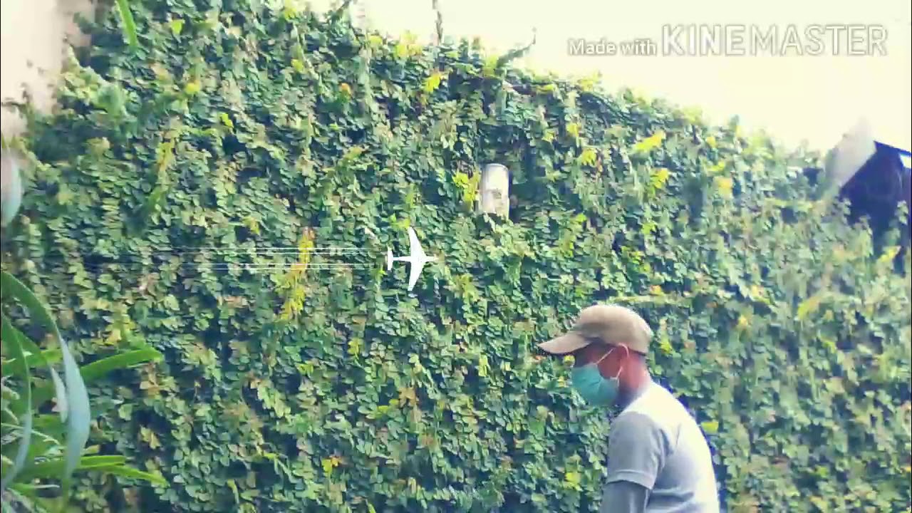 Como podar ficus repens trepadora y cuidados - YouTube
