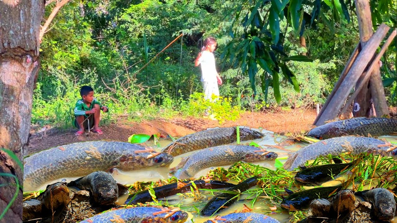 Amazing Fishing Trap! a smart fisherman skill make fish trap by muddy ...