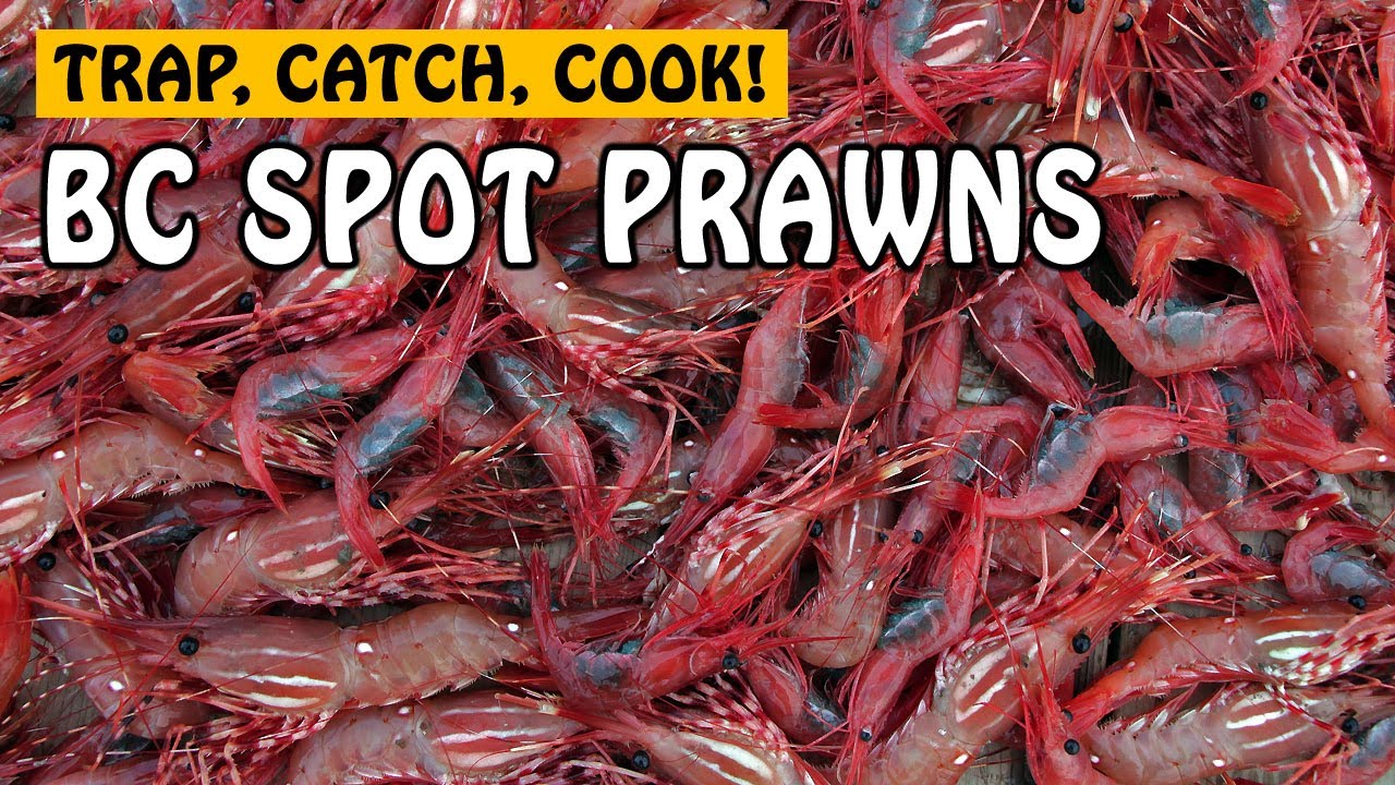 Trap, Catch and Cook BC Spot Prawn ft. @PailinsKitchen | Fishing with ...