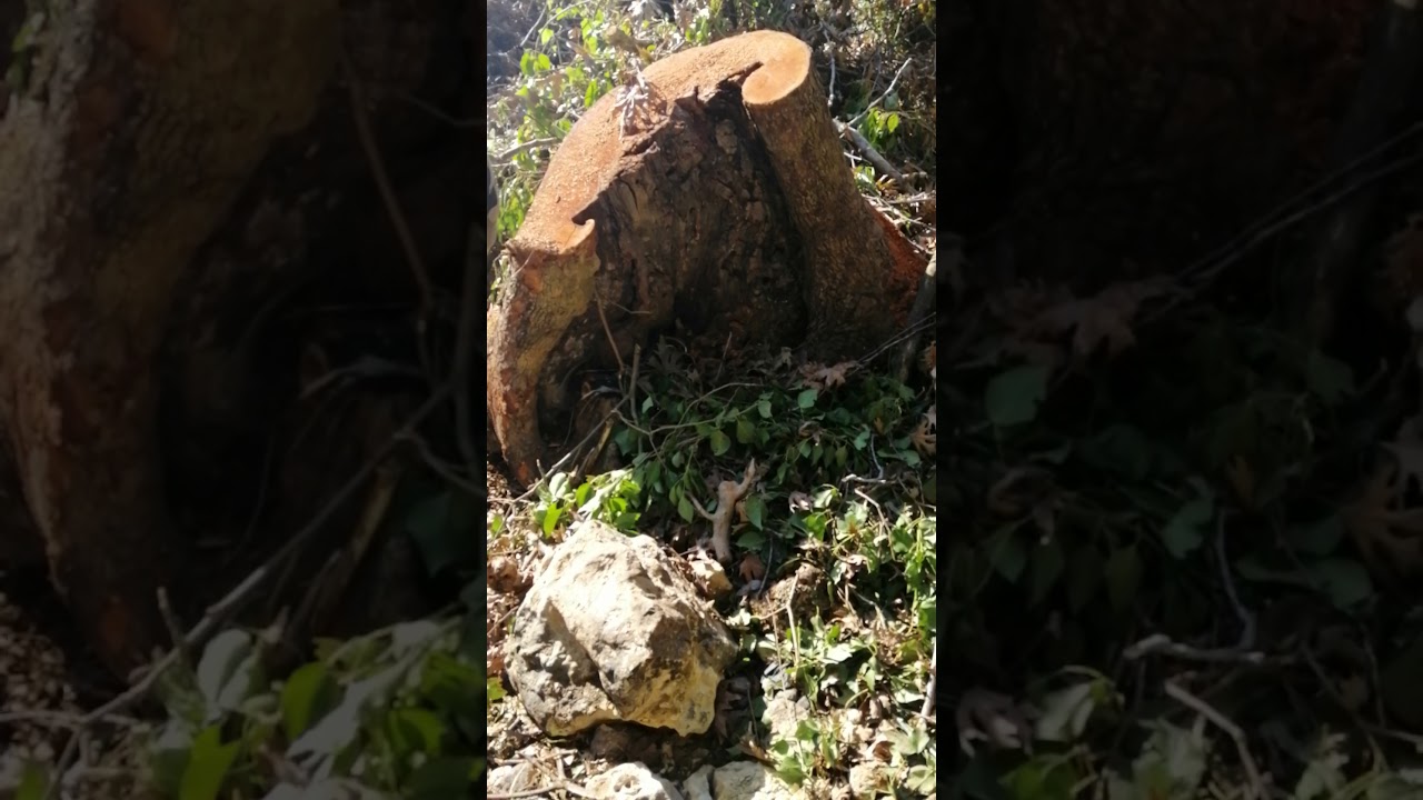 syrian nature #syria #nature #love - YouTube