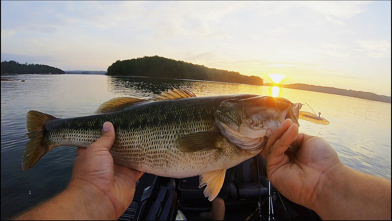 Summer Time Fluke Fishing For Aggressive Spotted Bass. **Livescoping ...