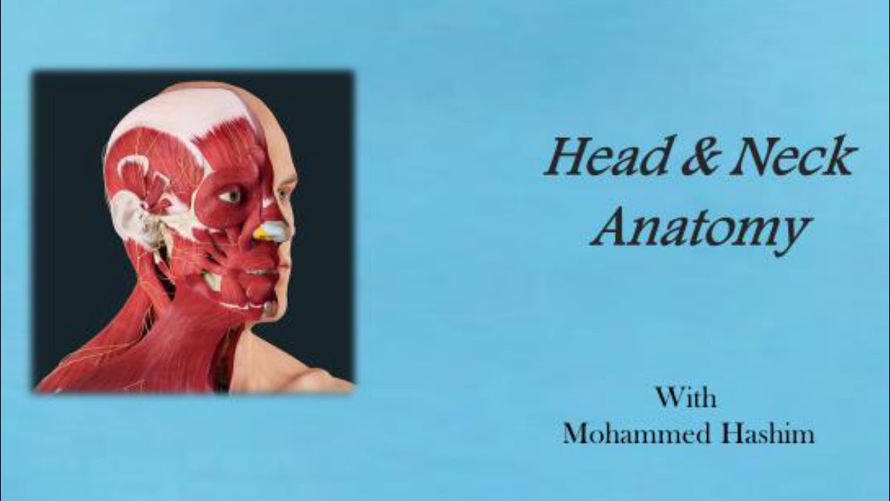 Head and Neck L3 || Cranial Fossa || - YouTube