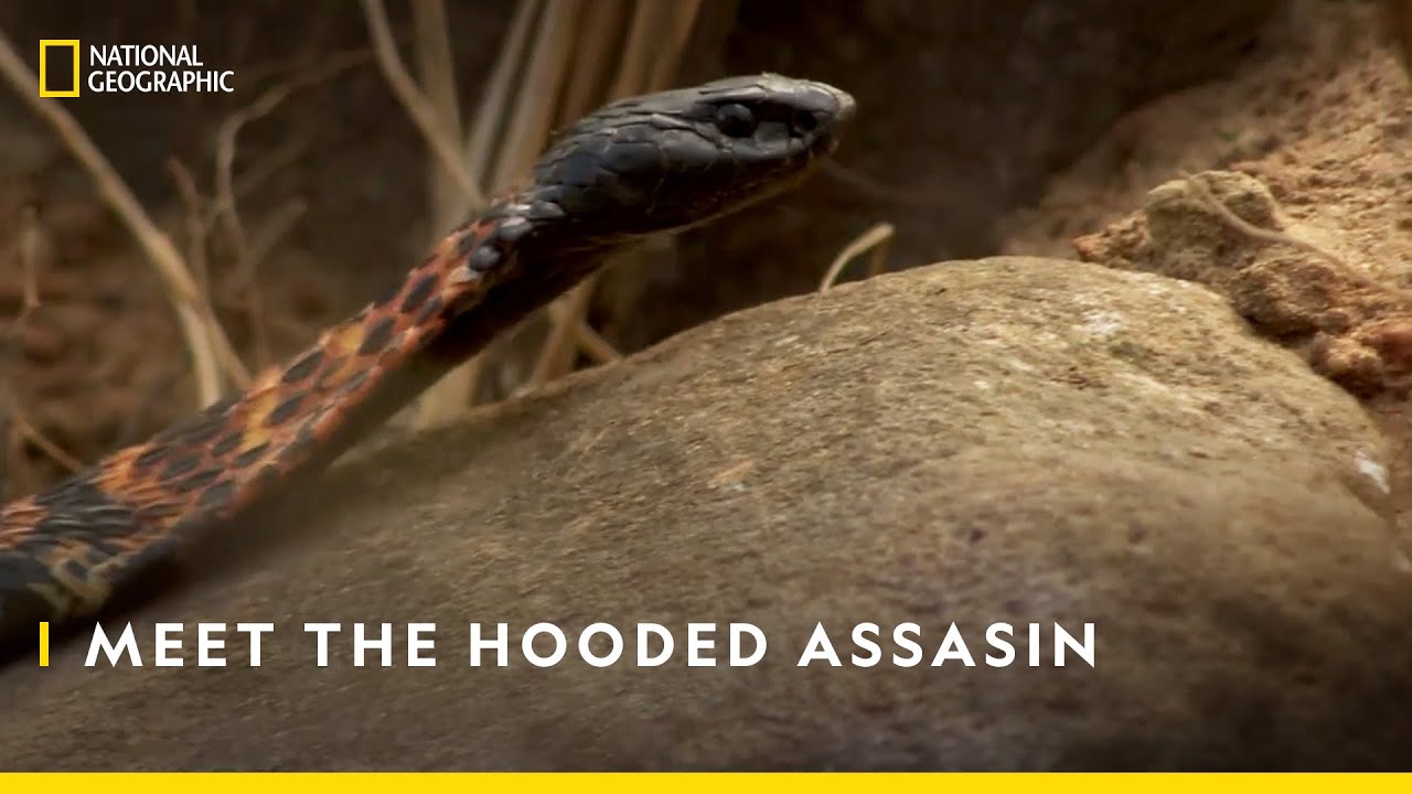 Meet the Hooded Assassin | Cobra Mafia | Nat Geo Wild - YouTube