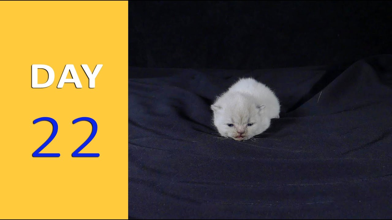 DAY 22 - Baby Kittens after Birth | Emotional - YouTube