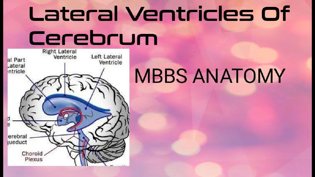 Lateral Ventricles Neuroanatomy ... PART 1./ MBBS ANATOMY - YouTube