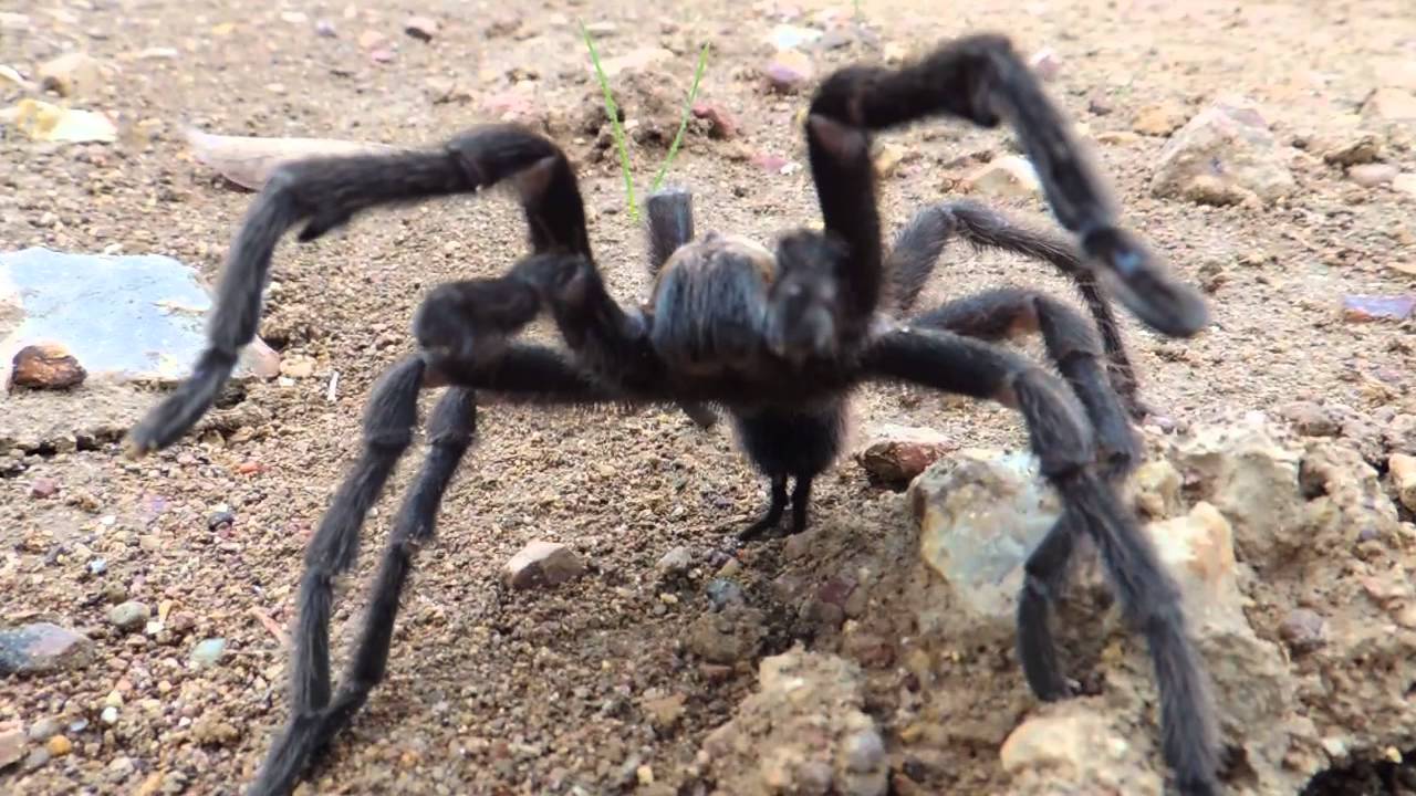 Tarantula Spider - YouTube