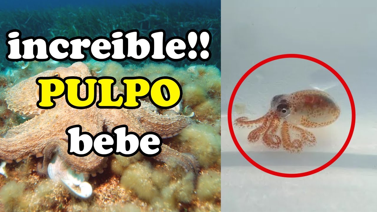 🐙 El PULPO bebe mas hermosos del mundo y mas - YouTube
