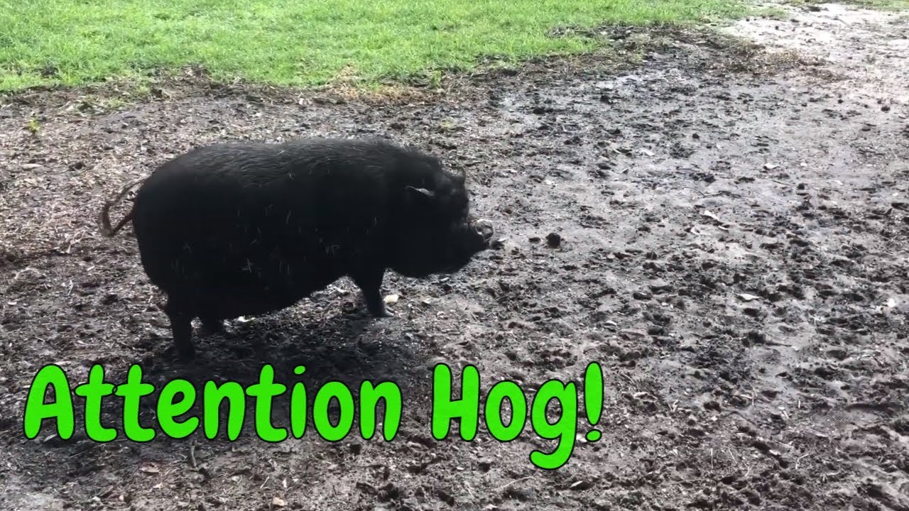 Attention Hog at Rooterville - YouTube