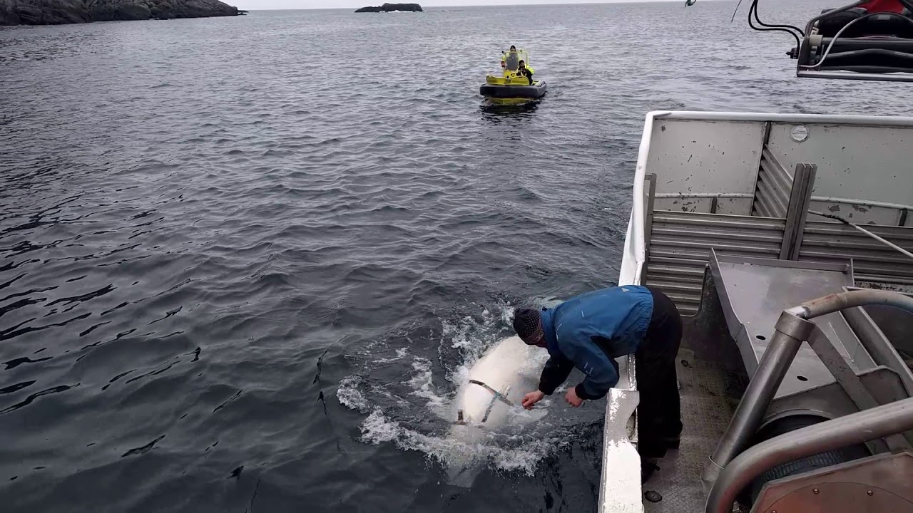 Beluga whale following the fishing boat into calmer waters - YouTube