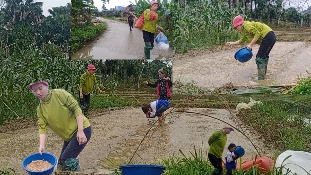 Going up to the fields,sow rice seeds ,cracking corn,family meals ...