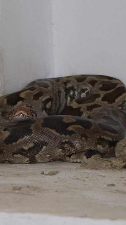 Indian rock python in temple 🛕 - YouTube