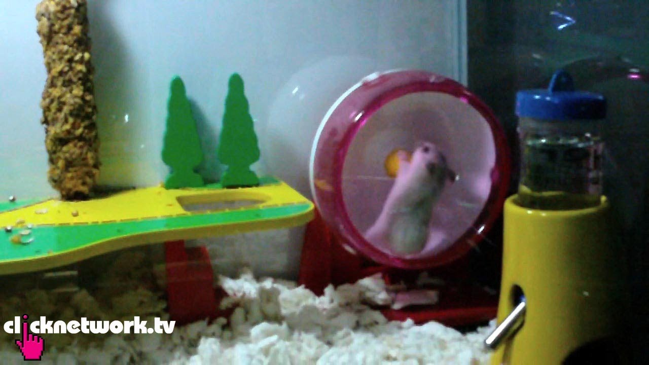 Hamster Wheel Fail Gif
