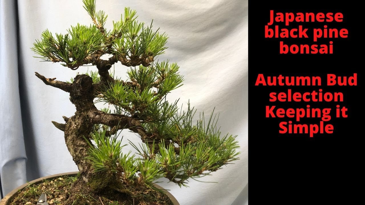 Japanese Black Pine bonsai bud selection and needle pluck Keeping it ...