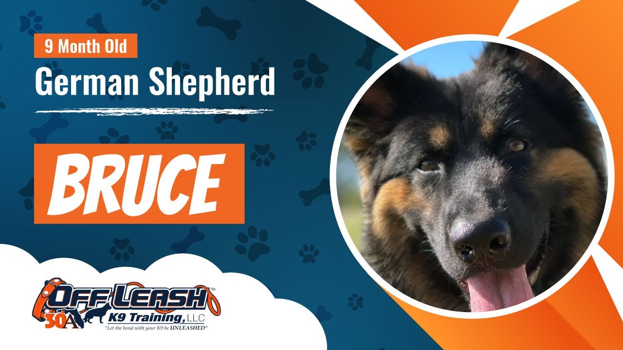 9 Month Old German Shepherd - Bruce - Best Dog Trainers Florida - YouTube