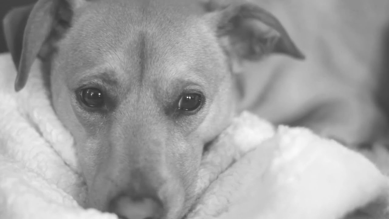 HD Video 4K | Sad Dog | Free Amazing_Creative commons - YouTube