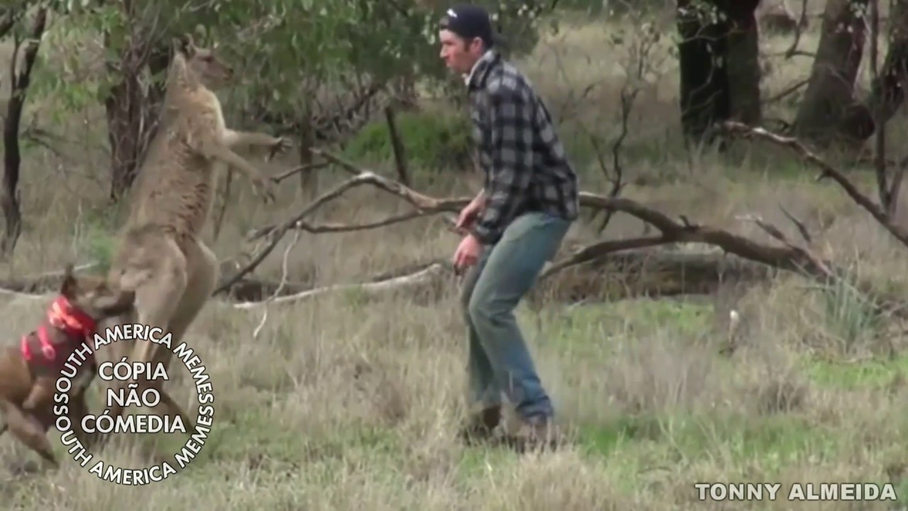 O Canguru Boxeador - YouTube