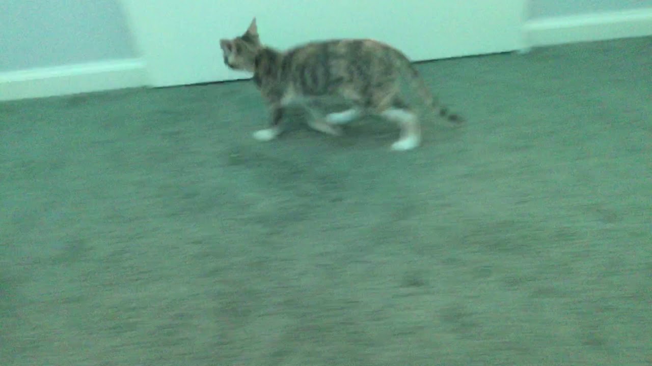 Rosie the crazy kitty - YouTube