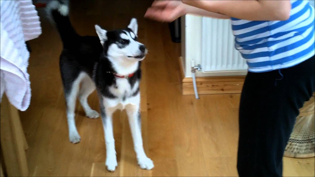 Sasha talking six month old siberian husky - YouTube