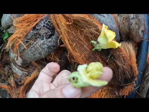 Casabanana Kauai, Sicana odorifera