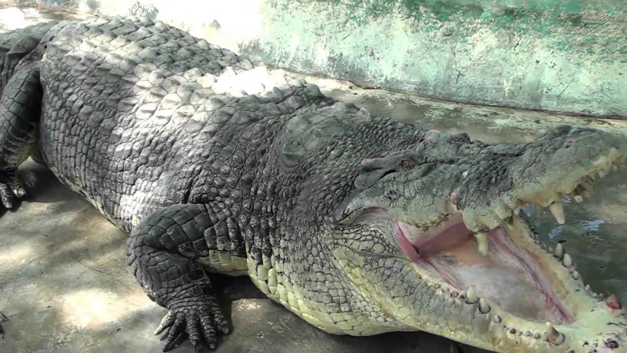Up close with Pangil the Crocodile - YouTube