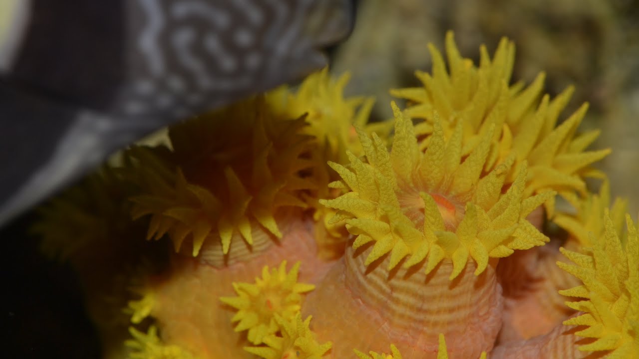 Sun Coral - Frag Growth And Feeding In 16 x Speed - YouTube