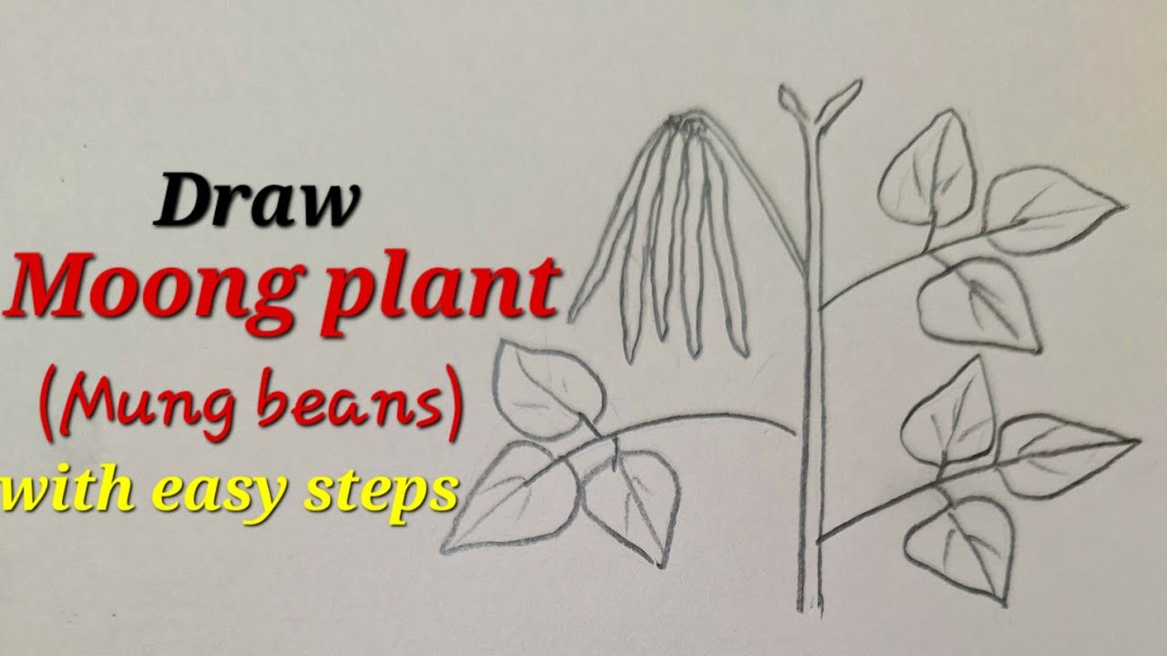 Moong plant drawing easy, Draw moong crop easy, Mung beans drawing easy ...
