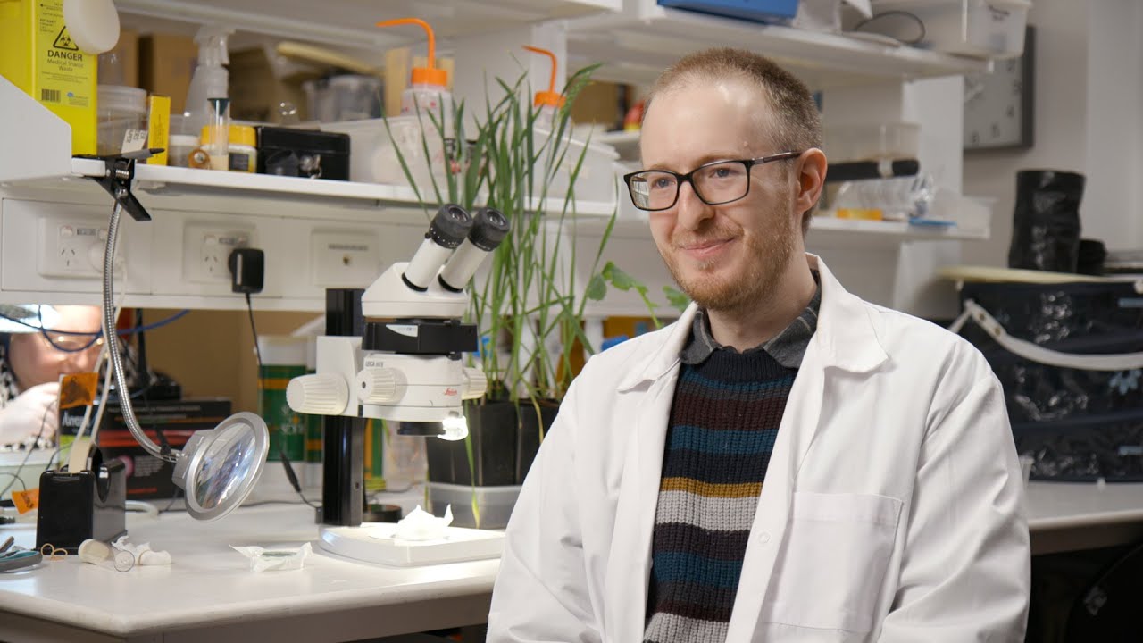 Endosymbionts: Game changing bacteria in insect species - YouTube