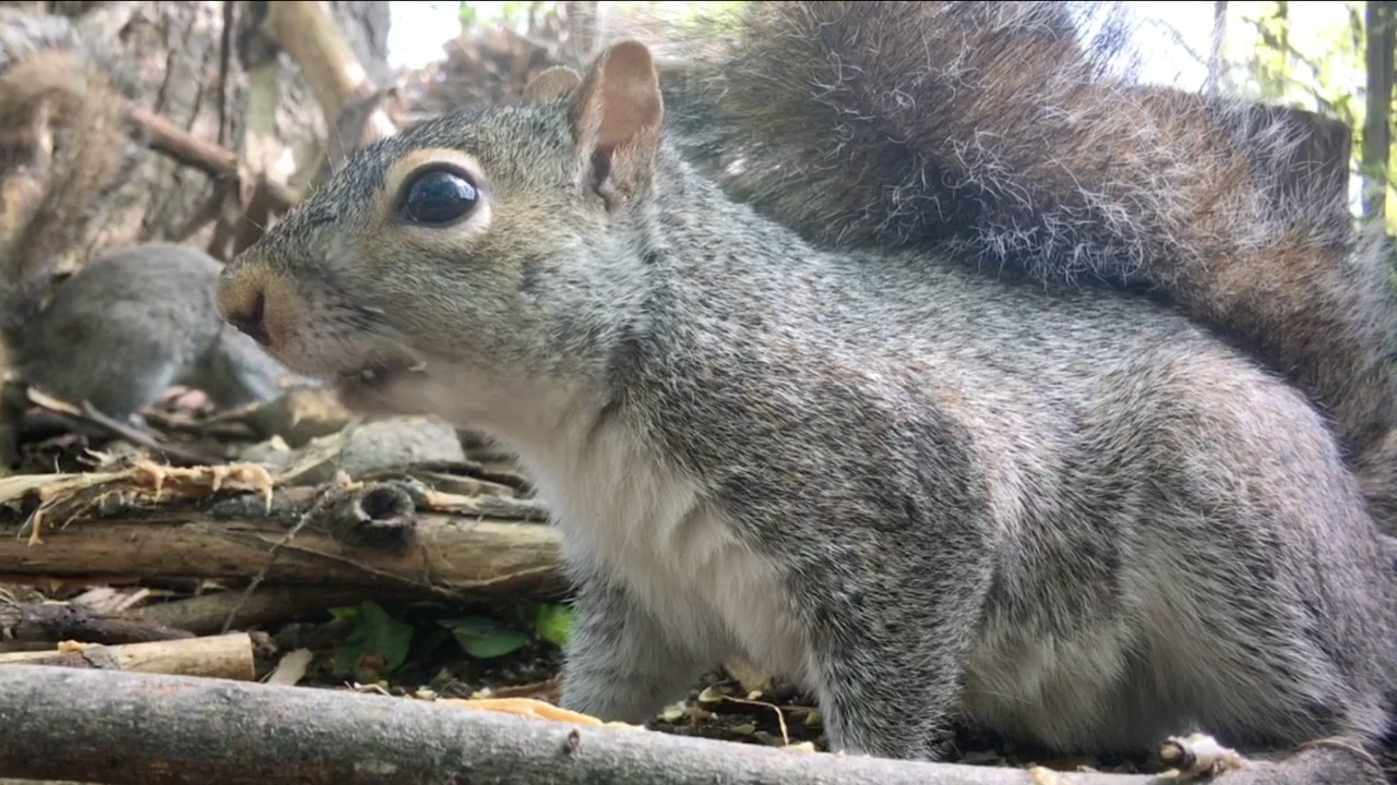 Energetic Squirrels! Animal Watching Video for Pet Enjoyment. Pet ...
