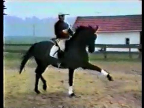 Willi Schultheis 67 years old riding Rio Negro xx