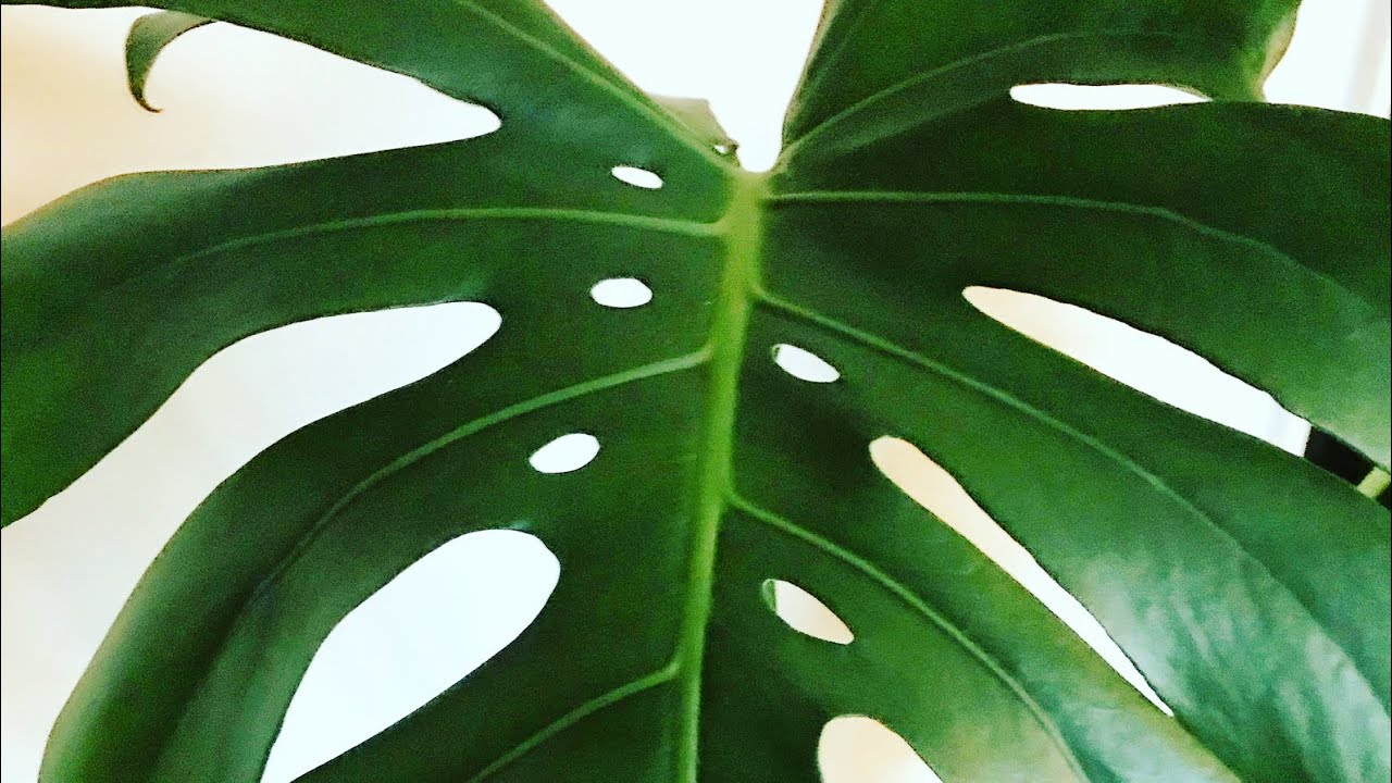 Monstera Deliciosa- splitting to share propagation (HOW TO PROPAGATE BY ...