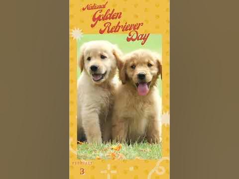 National Golden Retriever Day - February 3 - YouTube