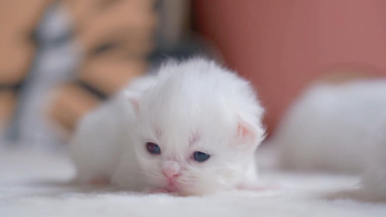 Welcome to the enchanting realm of Cutie Kitten Charm! 🐾 - YouTube