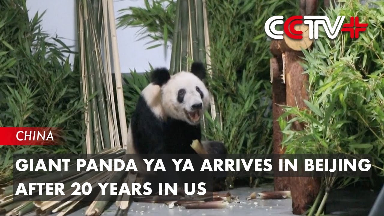 Giant Panda Ya Ya Arrives in Beijing After 20 Years in US - YouTube