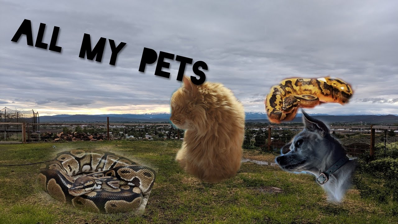 All of my Pets - YouTube
