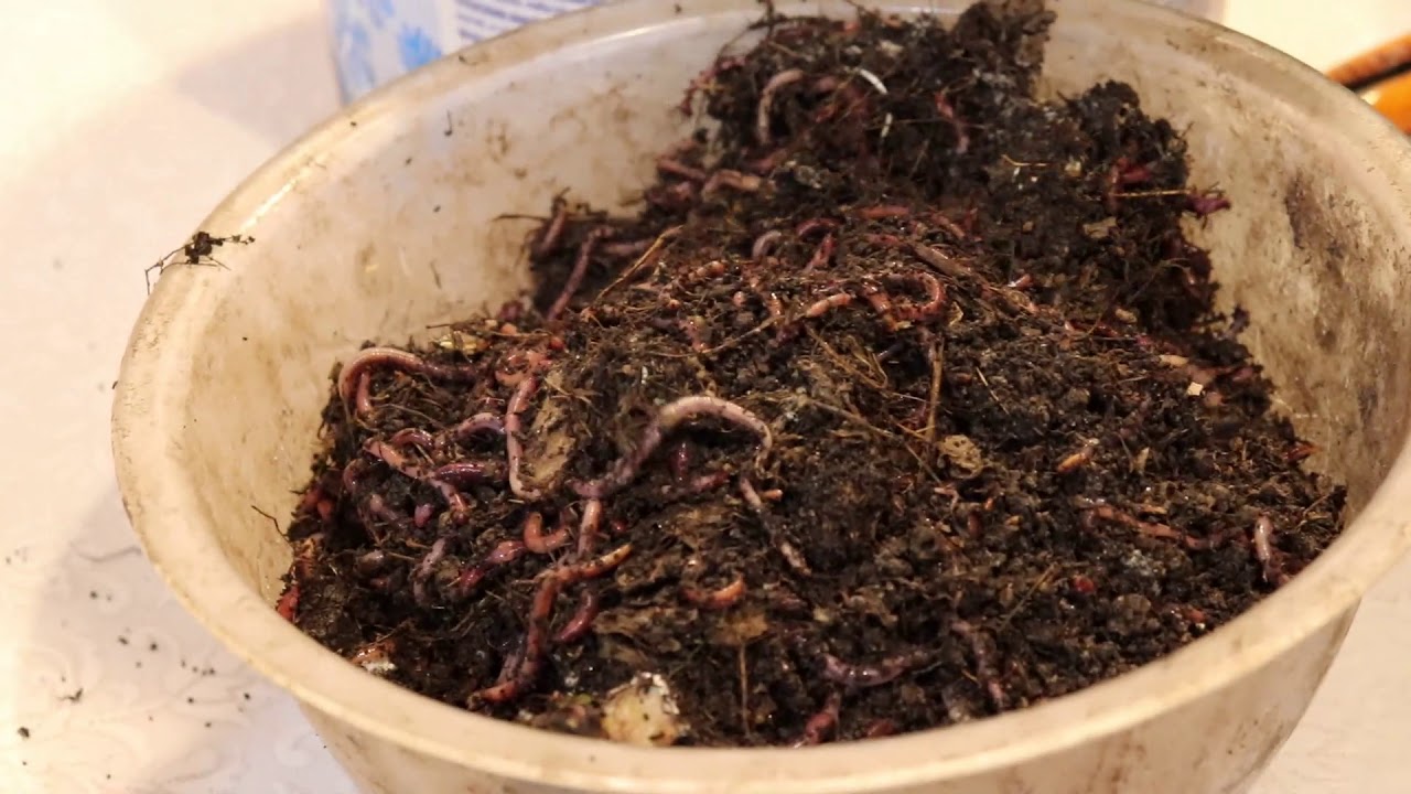 Tiger worm.Dżdżownice kalifornijskie.Eisenia fetida.Hodowla dżdżownic ...