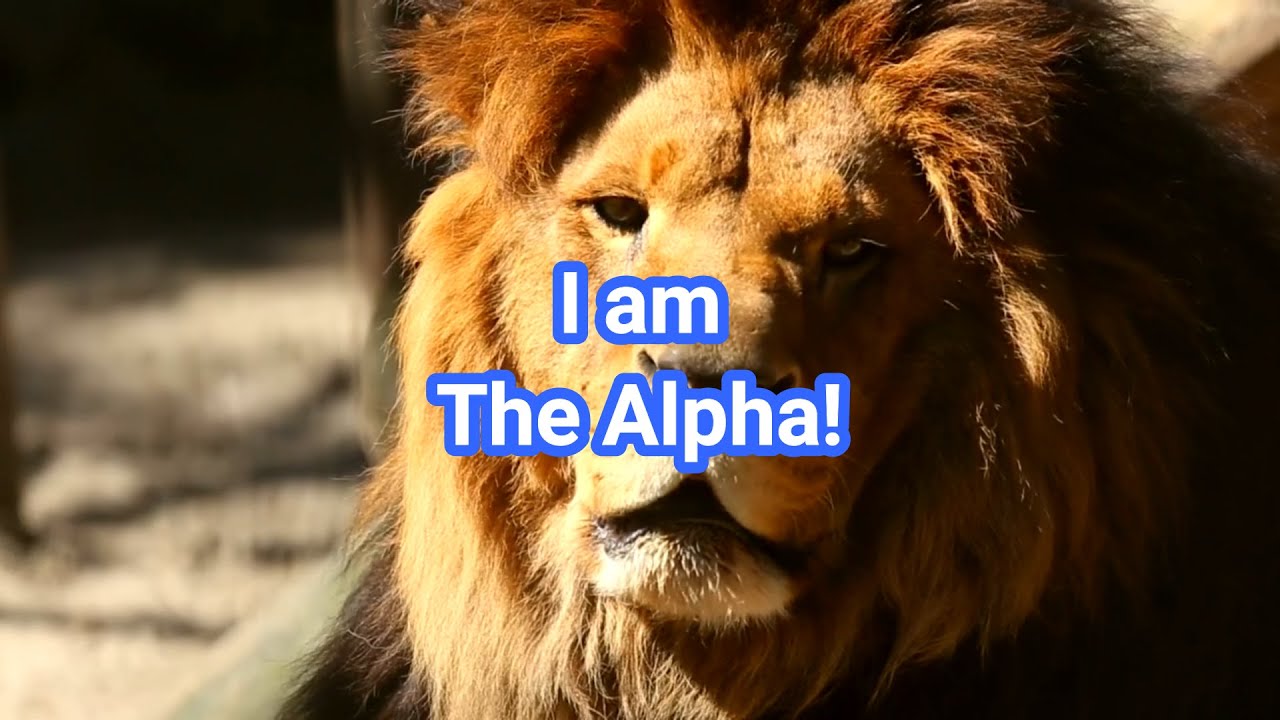 I am the alpha -1 minute Mood Motivation 🔥 - YouTube