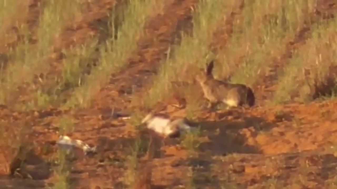 .223 Medium range Rabbit shooting in windy conditions. - YouTube