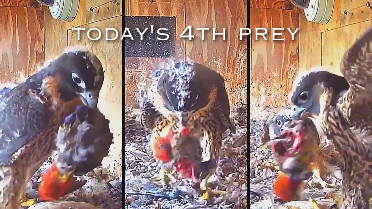 #248🦅Falcon Nest ／Box Camera - FalconCam Project LIVE - YouTube