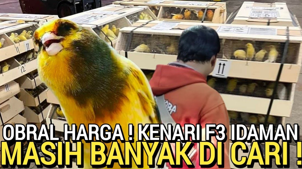 KENARI MANIA ! PASTI SUKA KENARI F3 HARGA MURAH DI PASAR BURUNG PRAMUKA ...