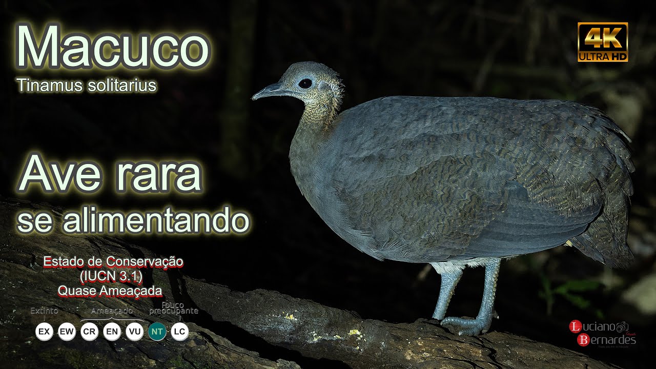 Macuco (Tinamus solitarius) - Solitary Tinamou AVE RARA SE ALIMENTANDO ...