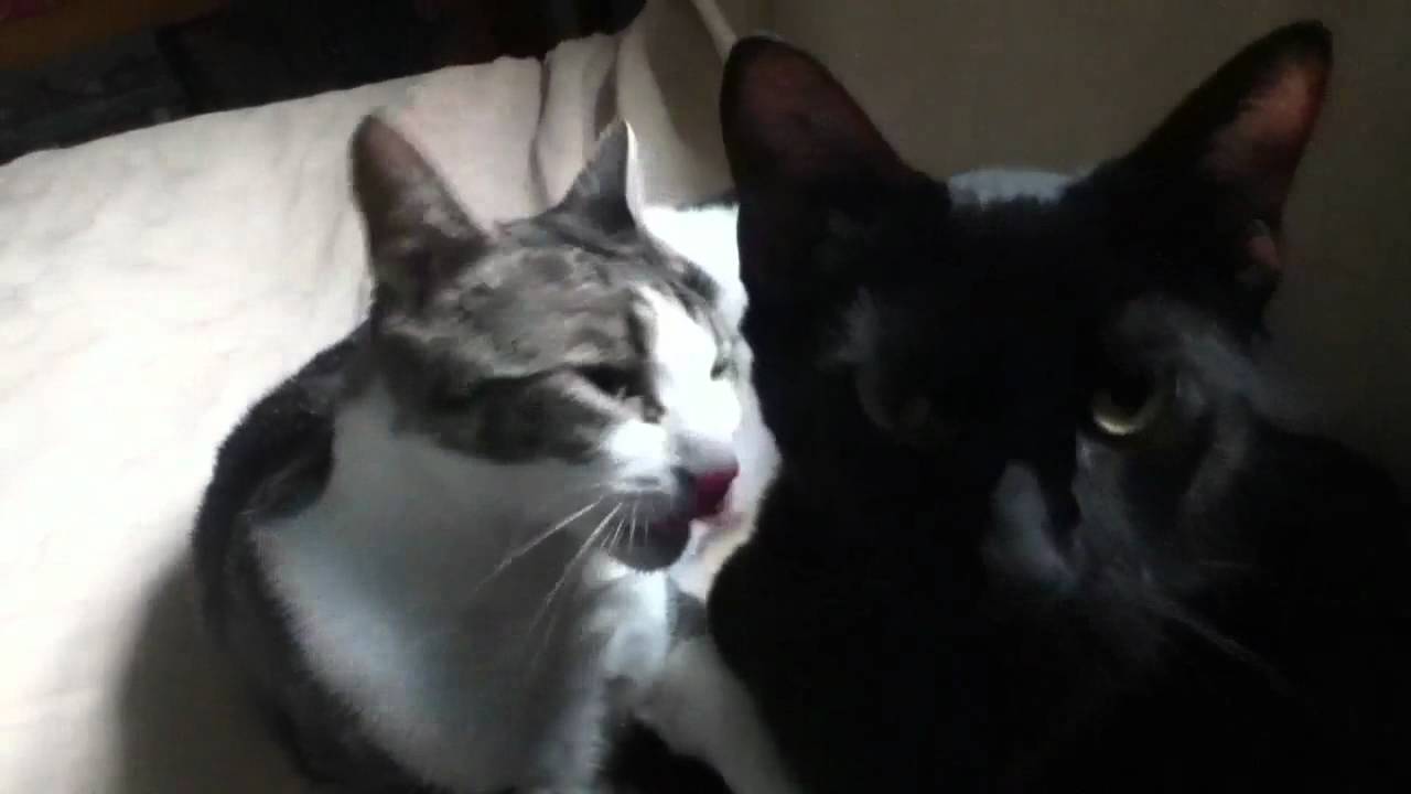Cat makeout session - YouTube