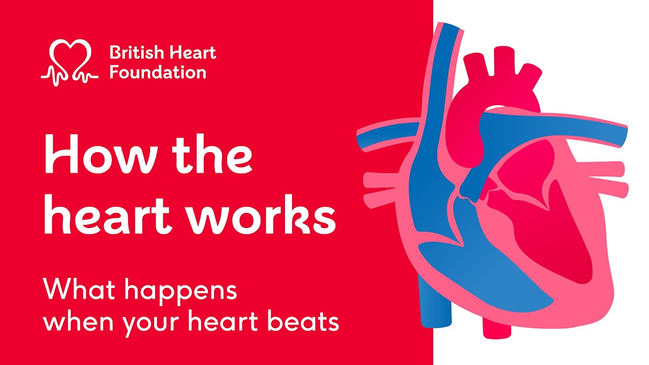 How does the heart work? Function and structure of the human heart ...