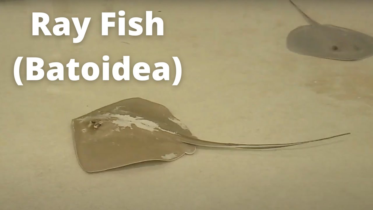Ray Fish (Batoidea) - YouTube