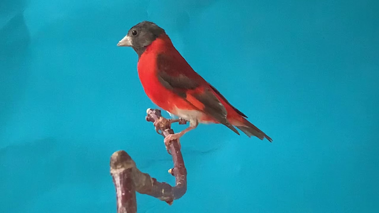 Tarin rouge dilué simple facteur mâle N6B18 - YouTube