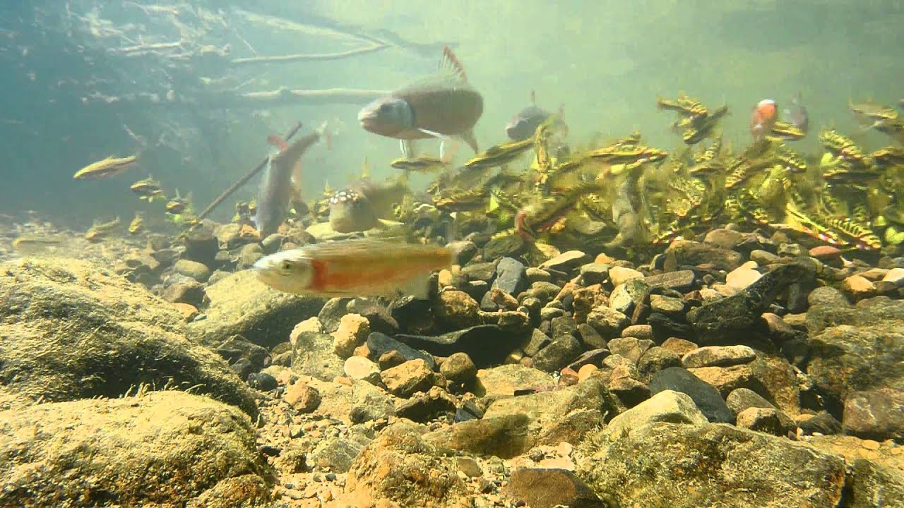 7 fish species on a bluehead chub nest - YouTube