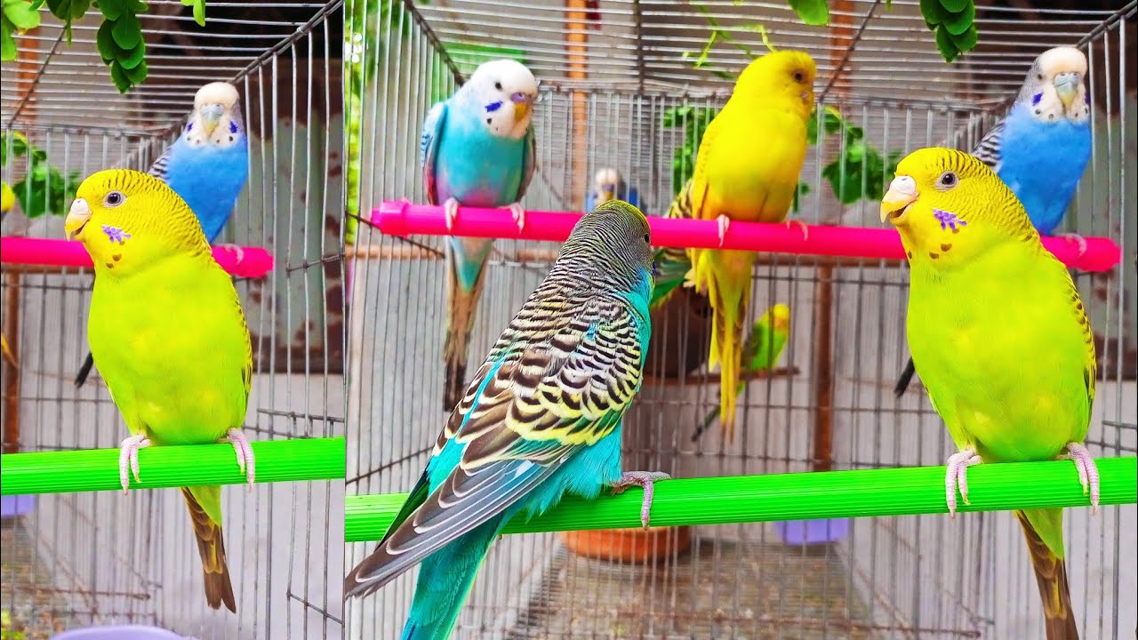 Happy and Playful Budgerigar Birds - Budgie playing, singing, and being ...